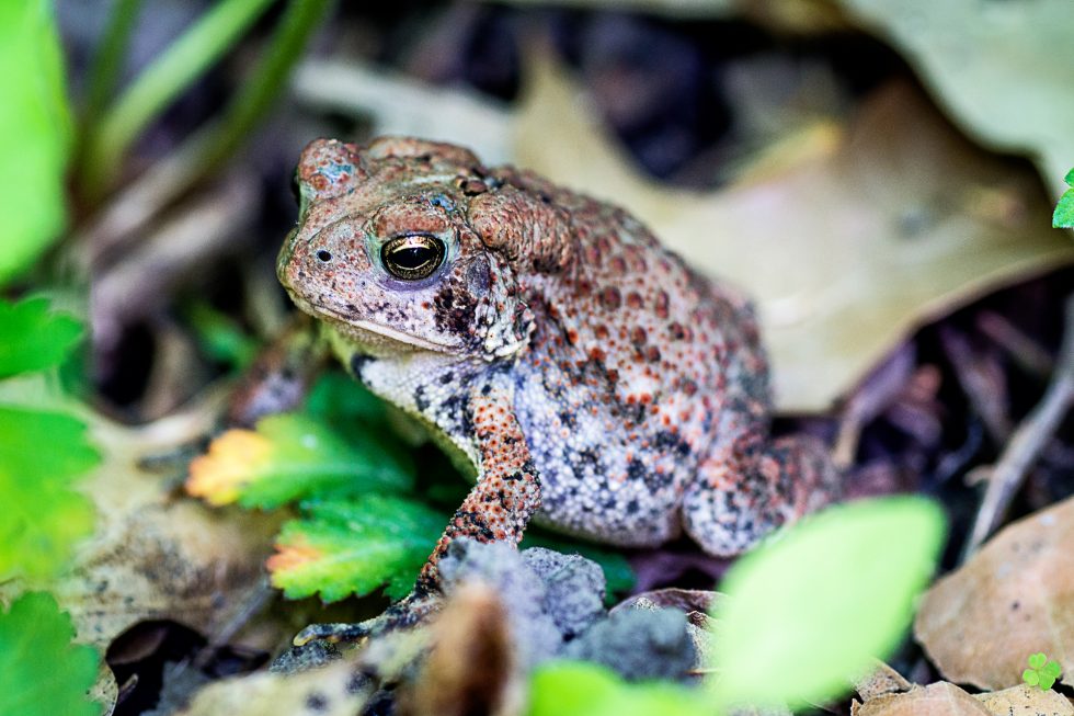 Frog Walks - Nature Preserve Foundation