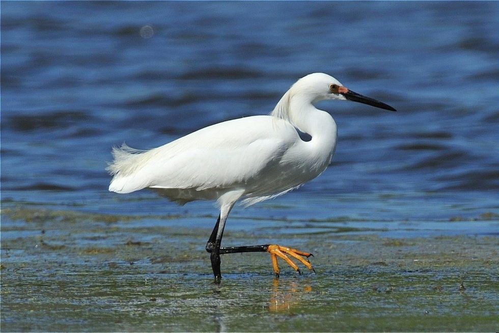 Volunteer Opportunities - Nature Preserve Foundation